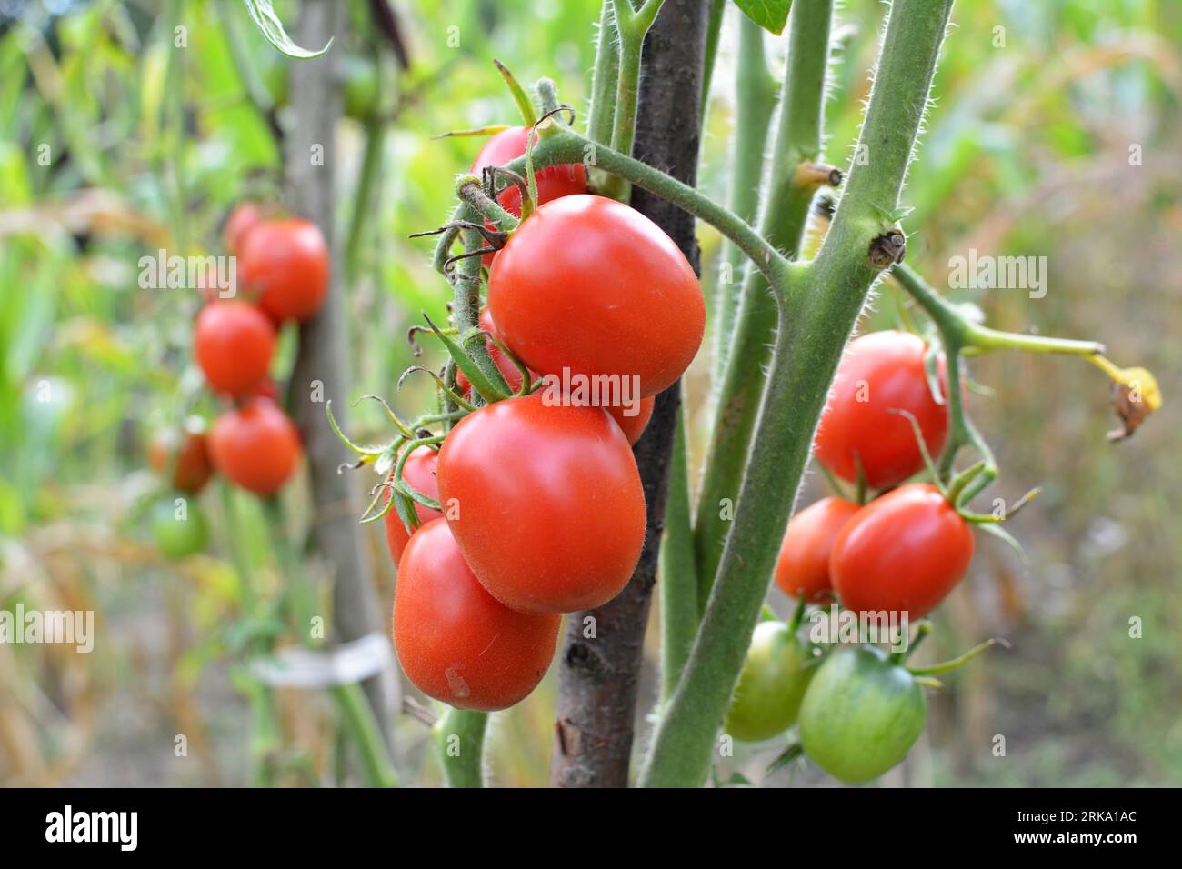 Tomatoes are grown in open organic soil Stock Photo - Alamy