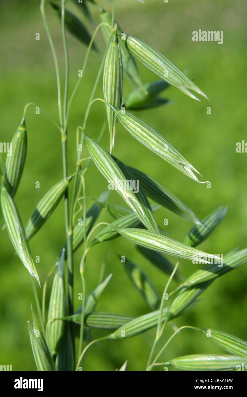 Cereal spikelets hi-res stock photography and images - Alamy