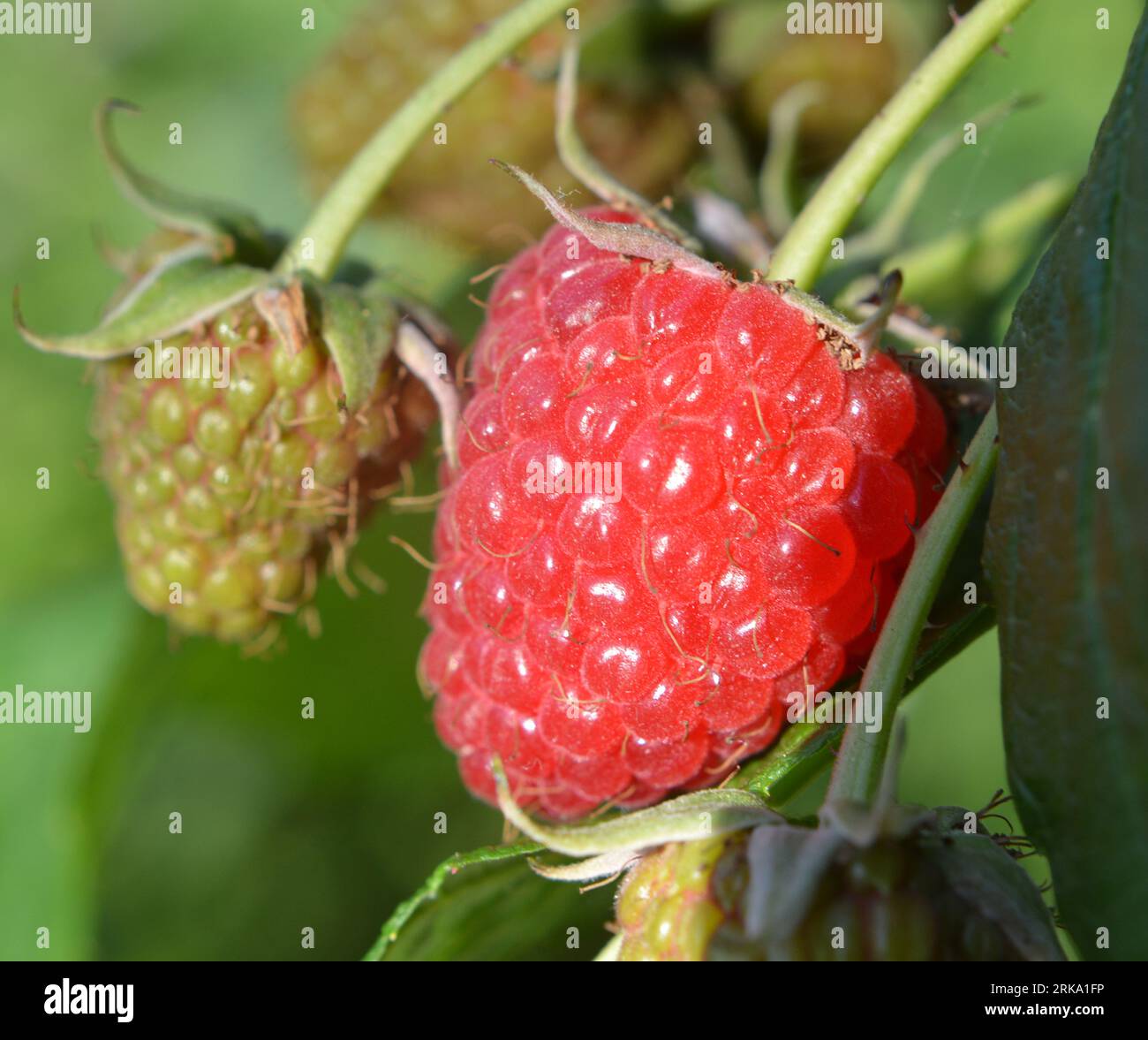 Fruits of raspberry and green leaves on a bush branch Stock Photo - Alamy