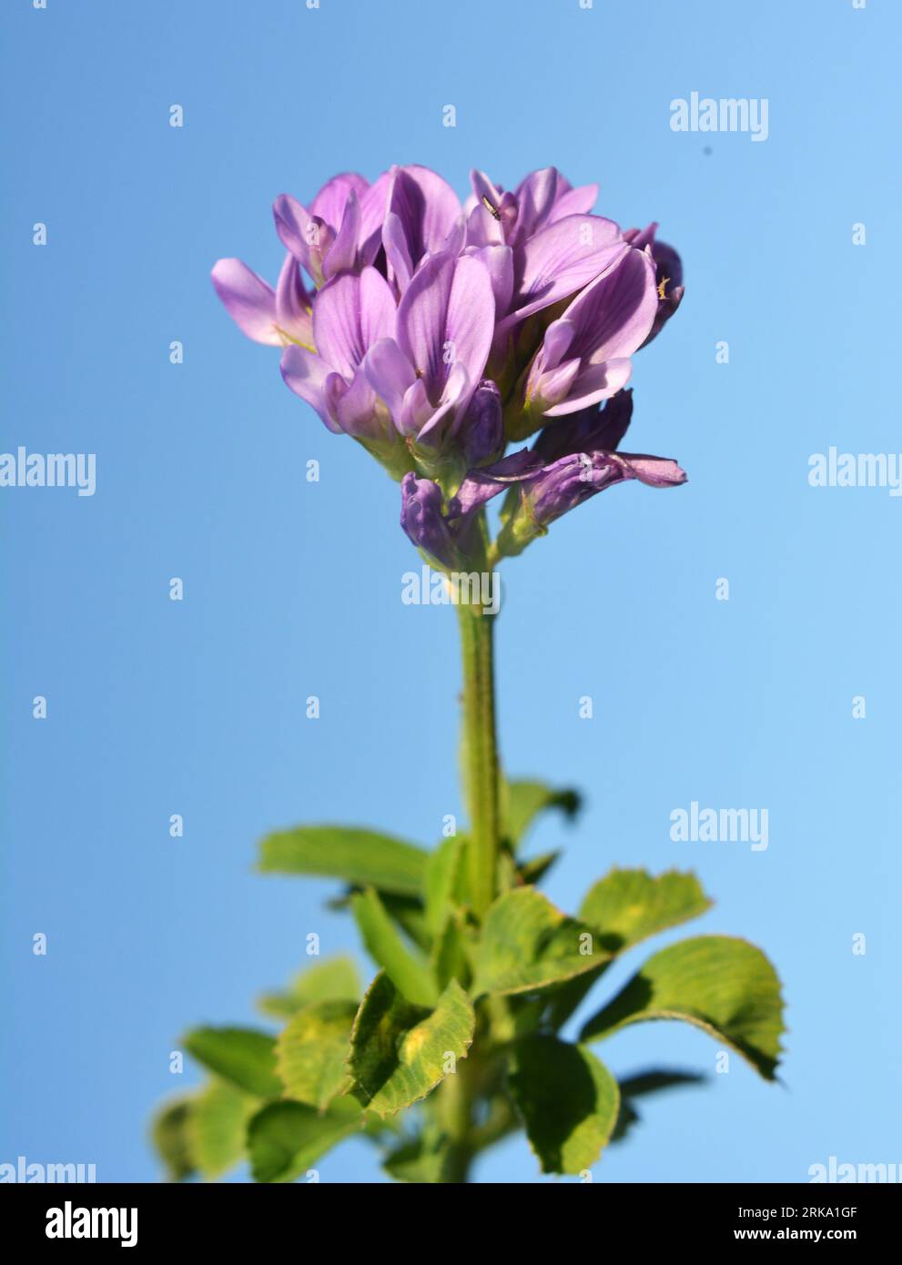The field is blooming alfalfa, which is a valuable animal feed Stock ...