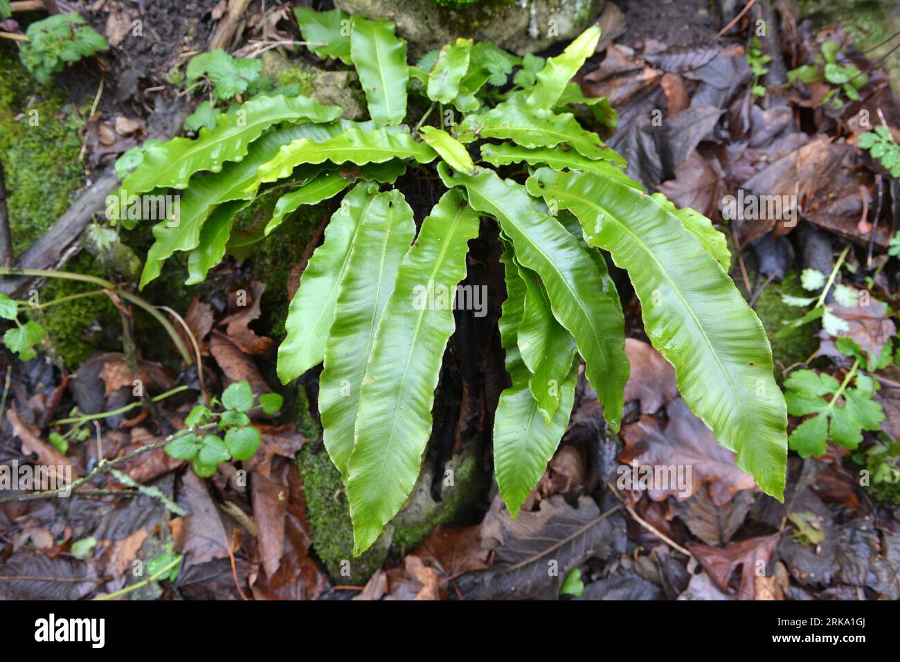 In the wild, ferns of Asplenium scolopendrium grow in the forest Stock ...