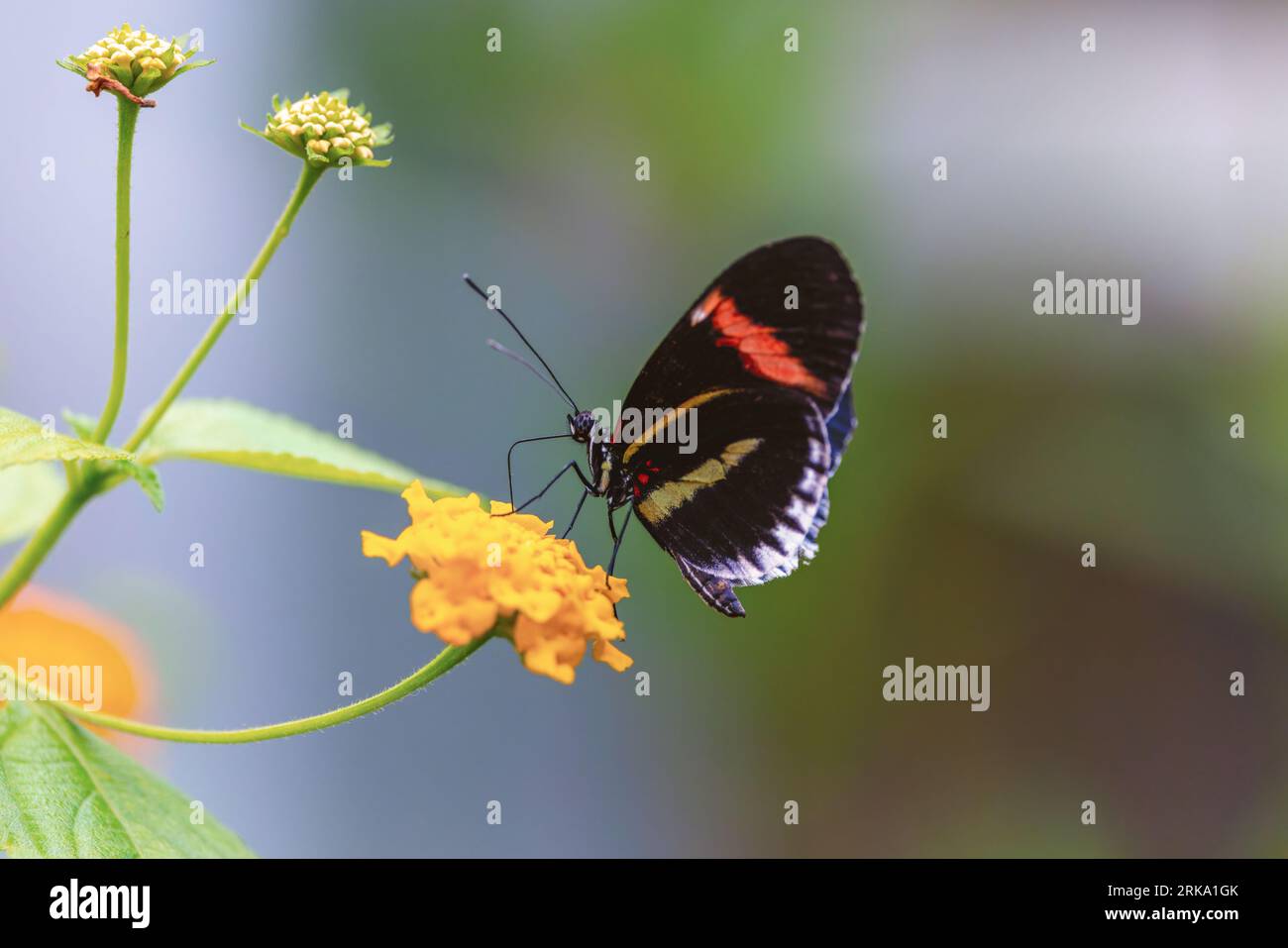 Blue Postman Butterfly "Heliconius melpomene" feeding on yellow flower ...