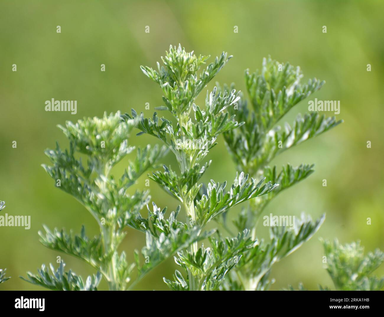 Bitter wormwood (Artemisia absinthium) bush grows in the wild Stock ...