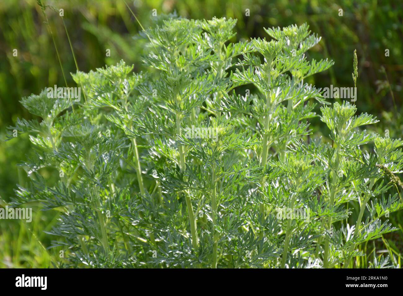 Bitter wormwood (Artemisia absinthium) bush grows in the wild Stock ...