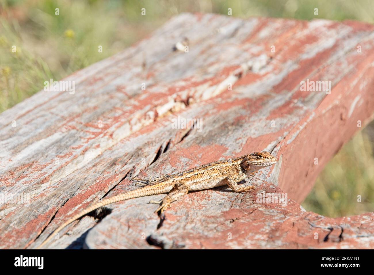 Whiptail lizard (Aspidoscelis) basking in sunshine on weathered timber ...