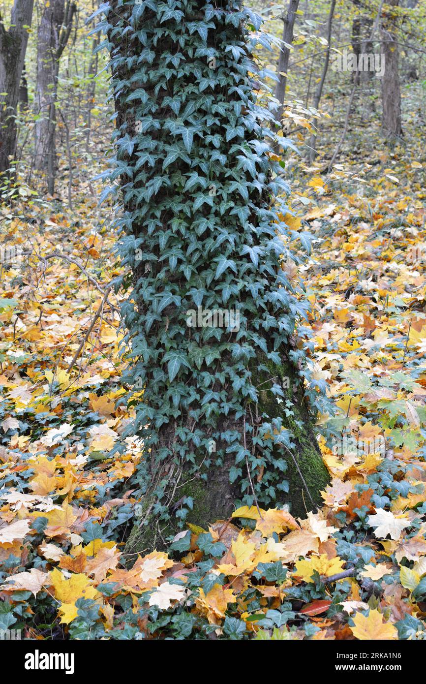 Ivy (Hedera helix) is a wild evergreen climbing plant that stretches ...