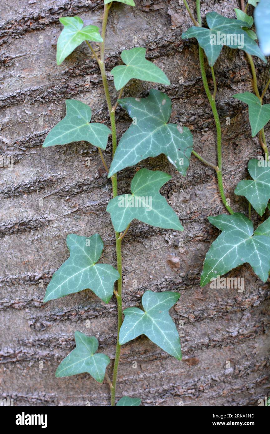 Ivy (Hedera helix) is a wild evergreen climbing plant that stretches ...
