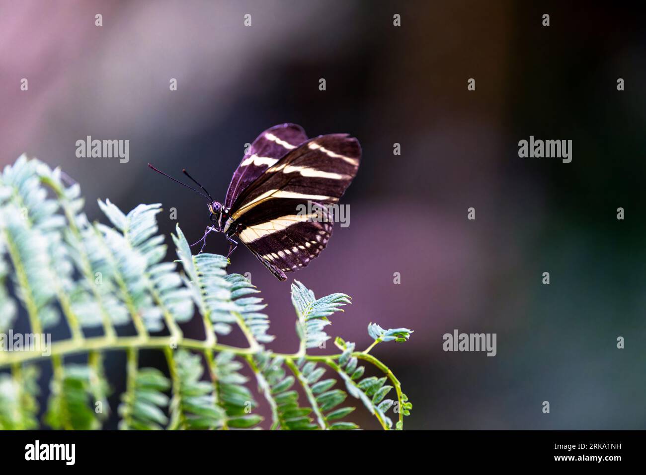 Zebra longwing butterfly or "Zebra heliconian" or "Heliconius ...