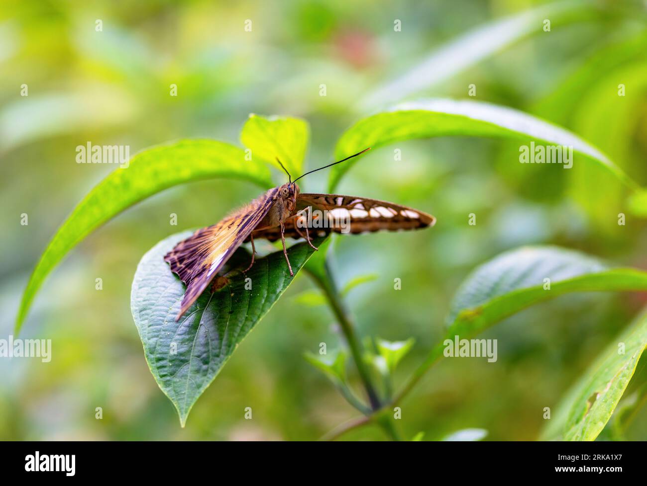 Brown Clipper Butterfly "Parthenos sylvia philippensis" sits on leaf ...