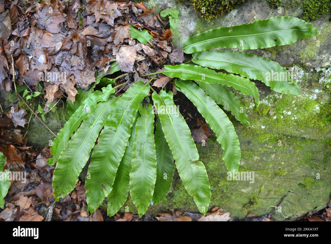 In the wild, ferns of Asplenium scolopendrium grow in the forest Stock ...