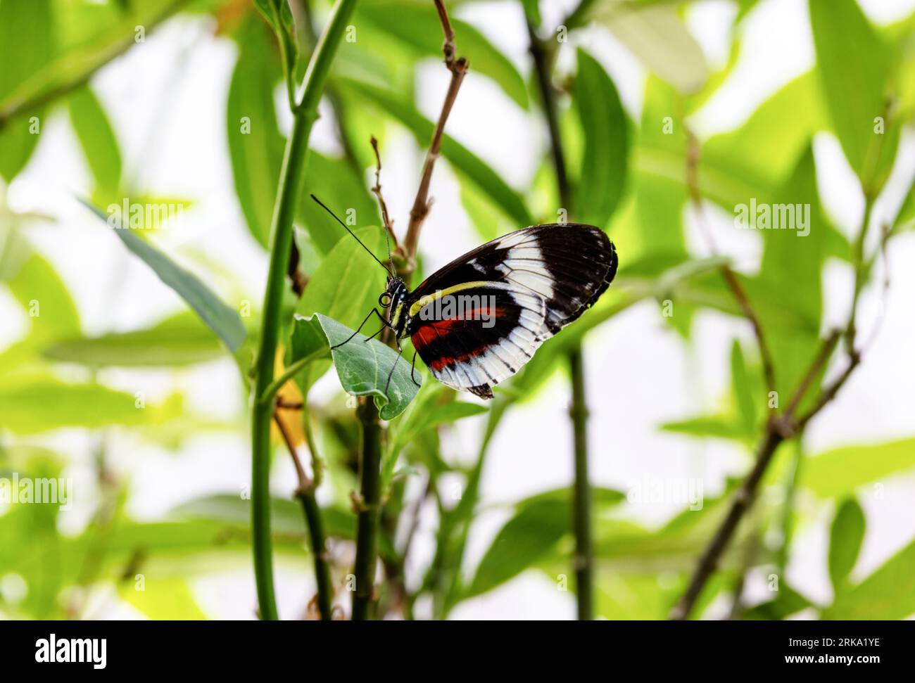 Malahide castle butterfly house hi-res stock photography and images - Alamy