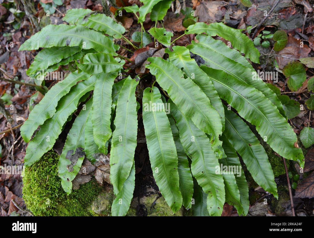 In the wild, ferns of Asplenium scolopendrium grow in the forest Stock ...