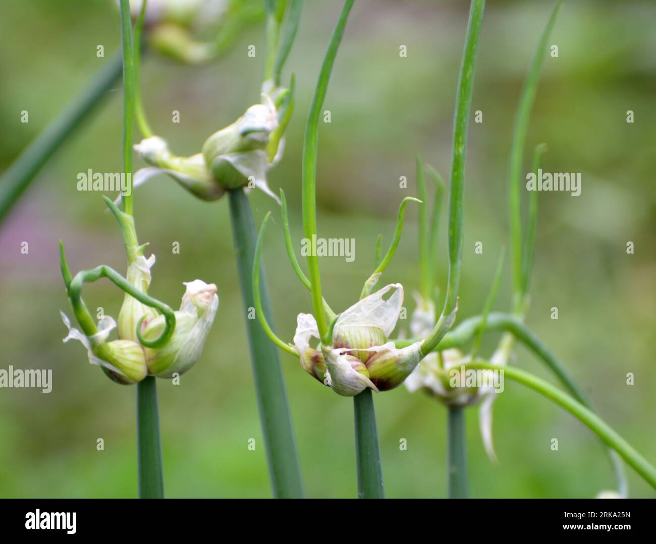 In the garden grows multi-tiered onion with air bulbs Stock Photo - Alamy