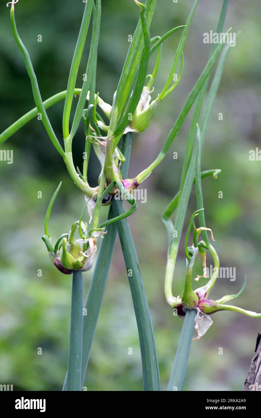In the garden grows multi-tiered onion with air bulbs Stock Photo - Alamy