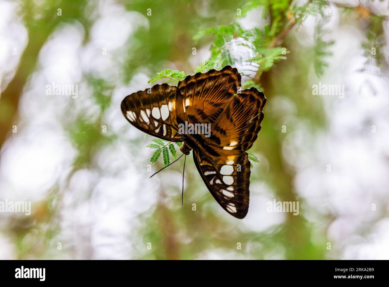 Brown Clipper Butterfly "Parthenos sylvia philippensis" feeding on fern ...