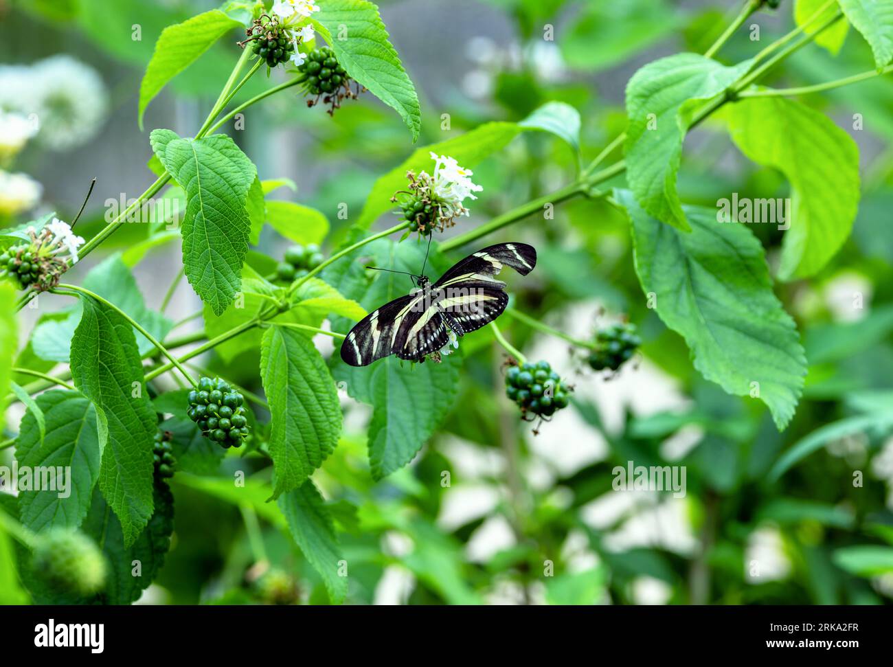 Zebra Longwing Zebra Butterfly Heliconius Charithonia Zebra / Zebra