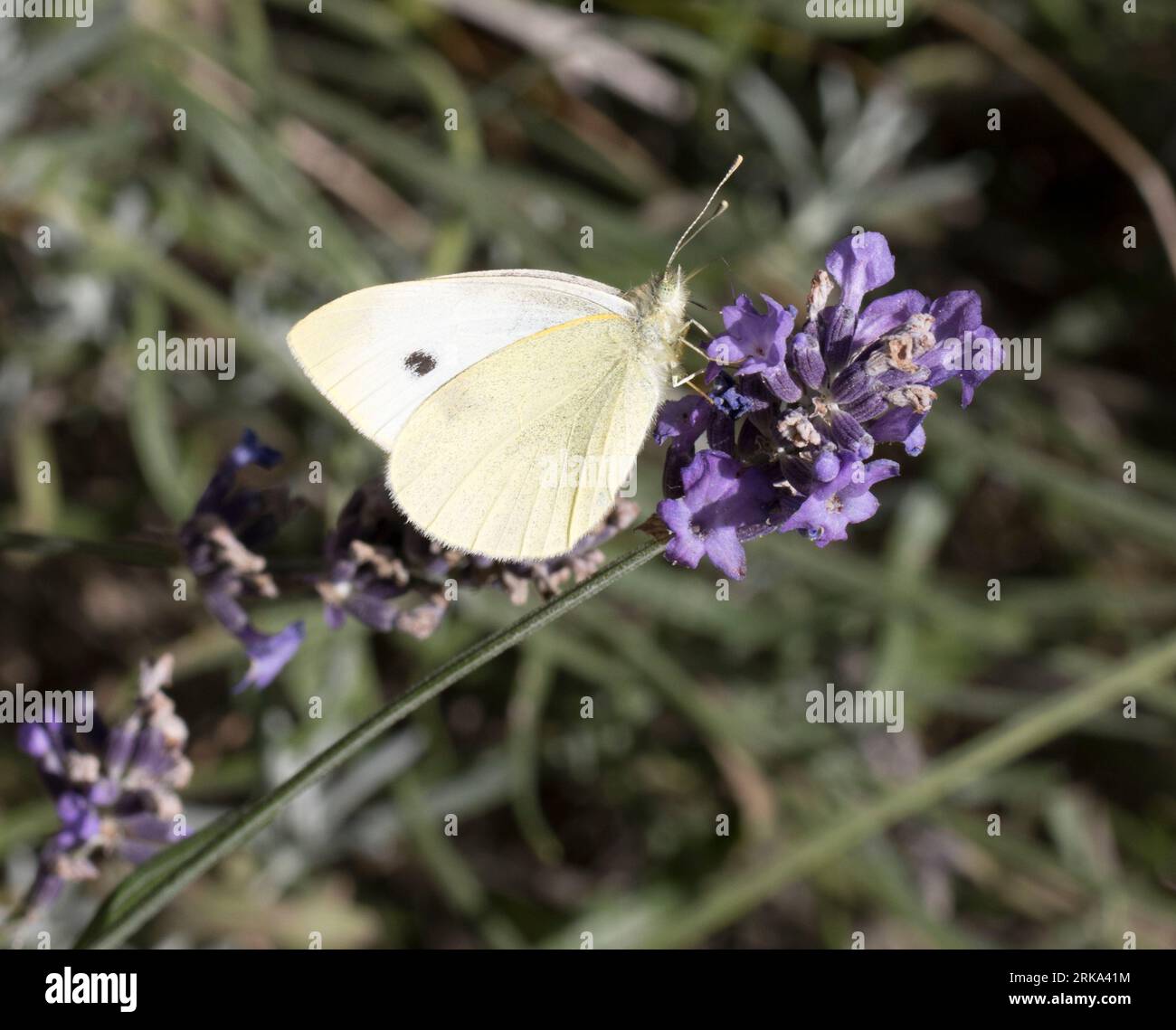English butterfly photograph hi-res stock photography and images - Alamy