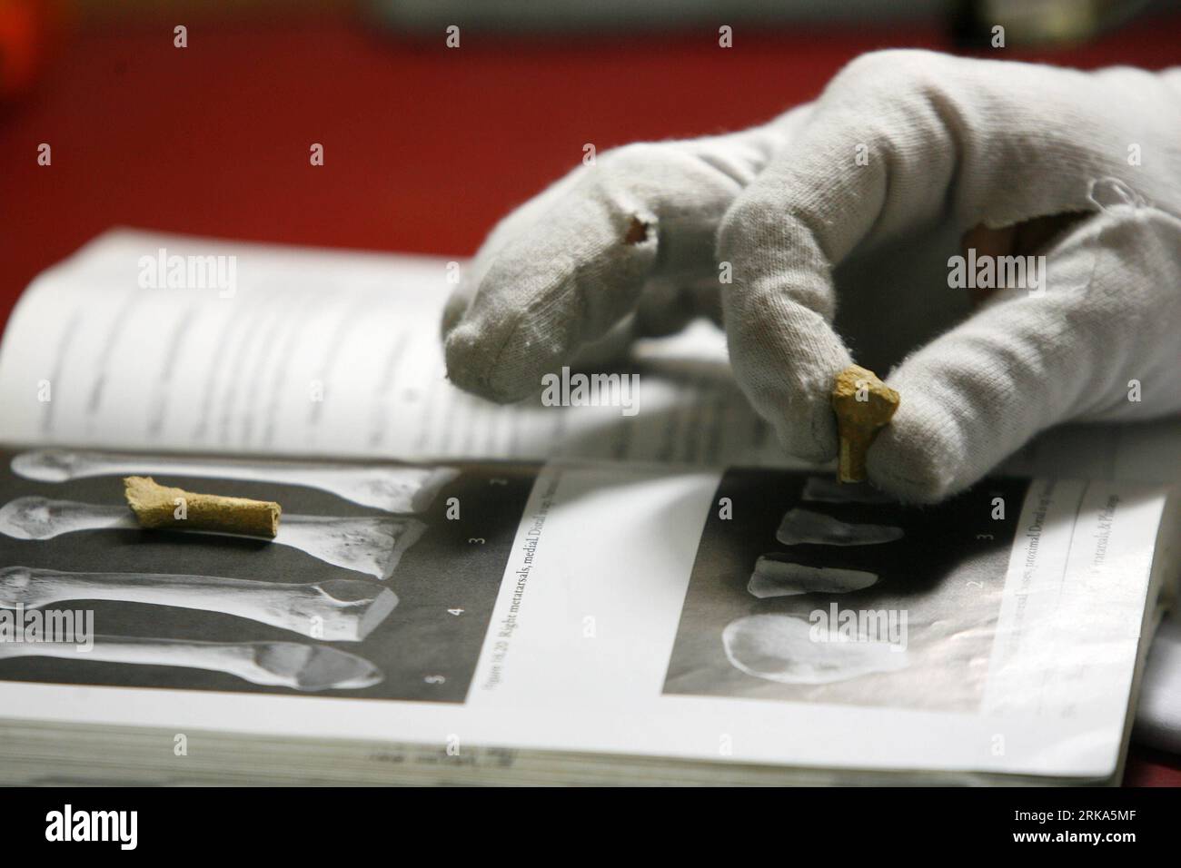 Fossil studies hi-res stock photography and images - Alamy