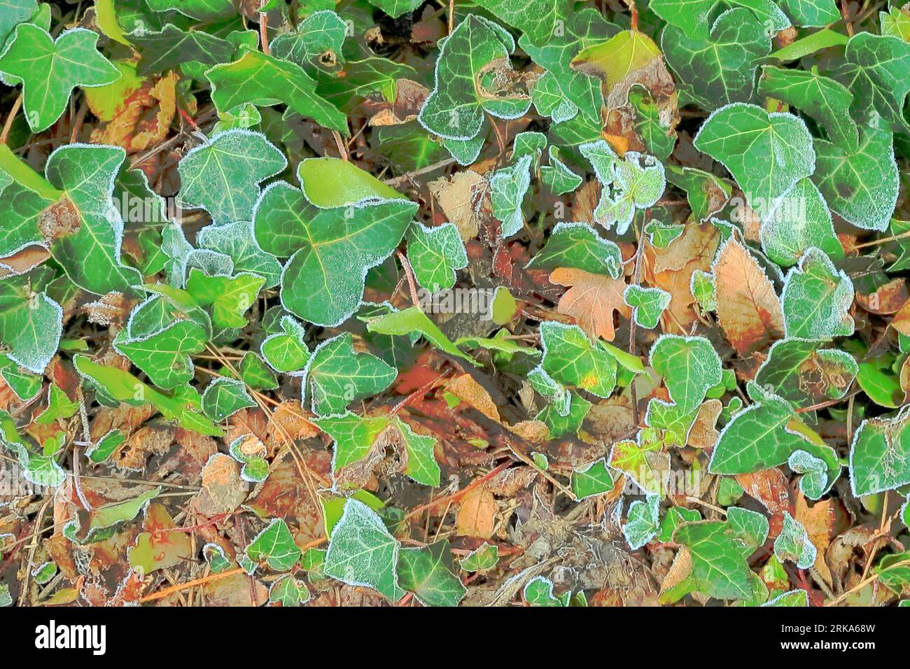 Winter: English ivy growing close to the ground with frost to the edges ...