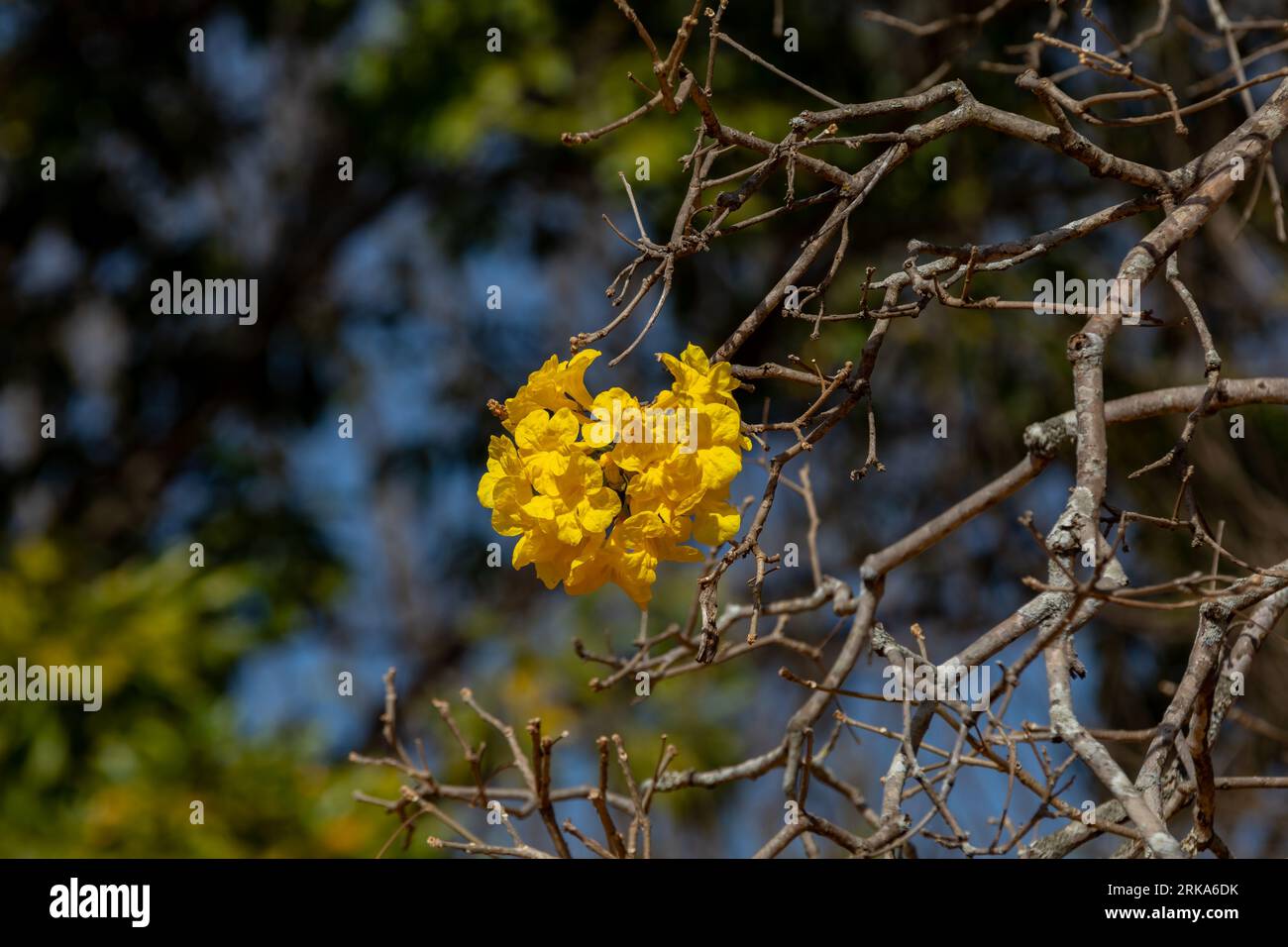Natural Blooming Golden Trumpet Tree (in Portuguese: Ipe Amarelo; scientific name: Tabebuia ...