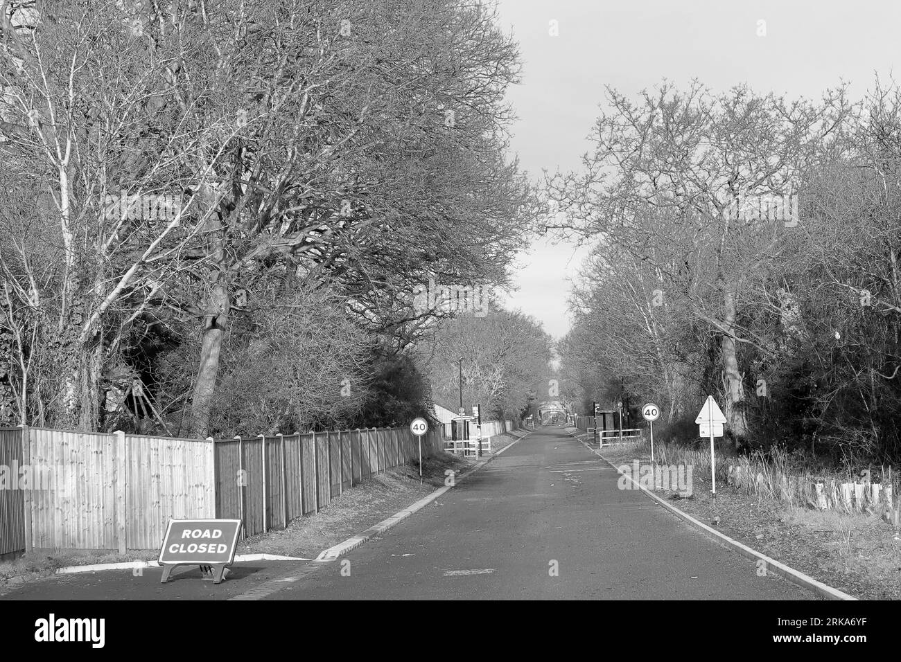 Black and white, monochrome: Landscape of trees standing either side of ...