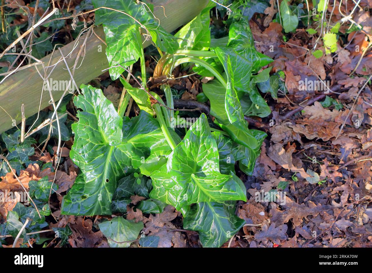 Wild arum growing at ground level. Winter landscape with arum plant ...