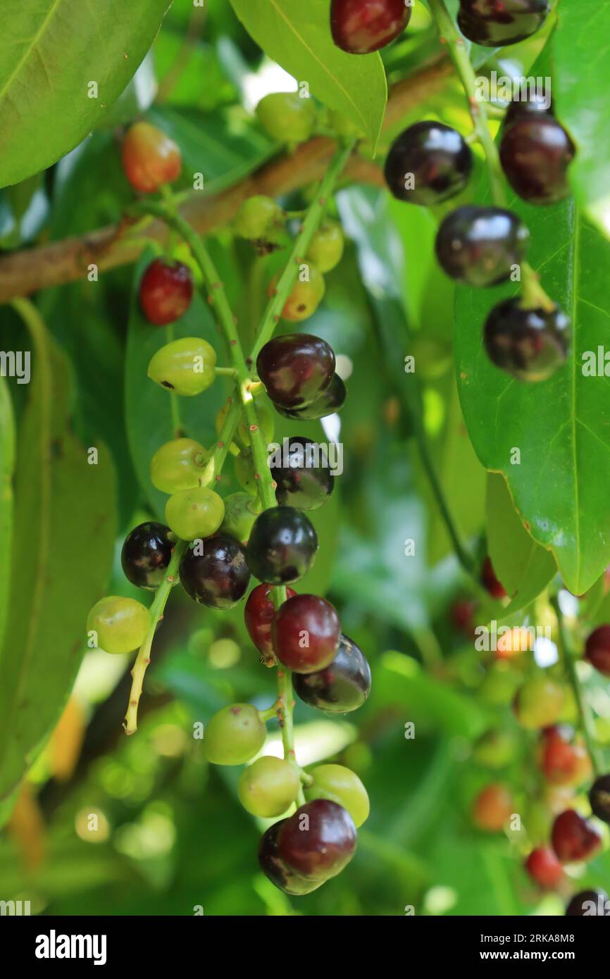 Cherry laurel (Prunus laurocerasus), Lorbeerkirsche, Kirschlorbeer ...