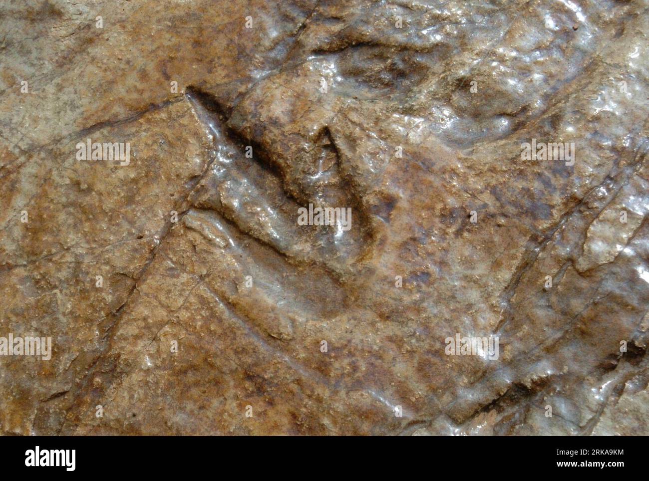 How a fossil is formed hi-res stock photography and images - Alamy