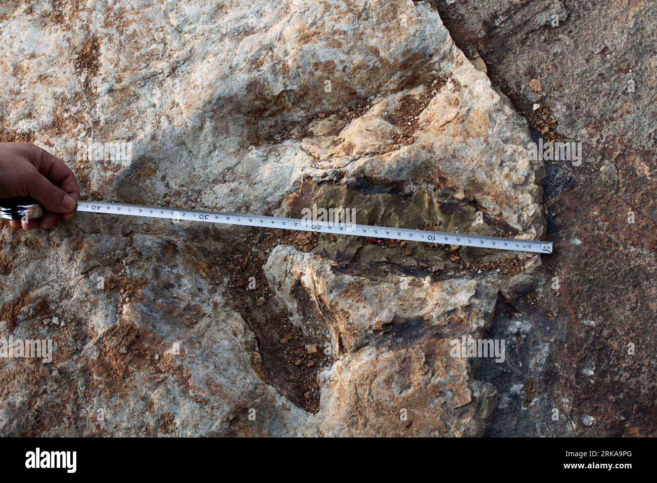 How a fossil is formed hi-res stock photography and images - Alamy