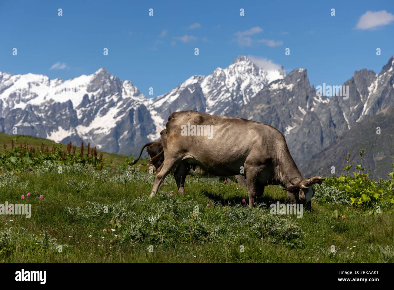 A scenic view of a cow grazing on a green mountain slope at Lake ...