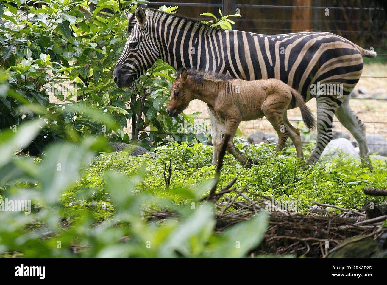 Bildnummer: 54320174 Datum: 19.08.2010 Copyright: imago/Xinhua (100819) -- MANILA, Aug. 19, 2010 ...