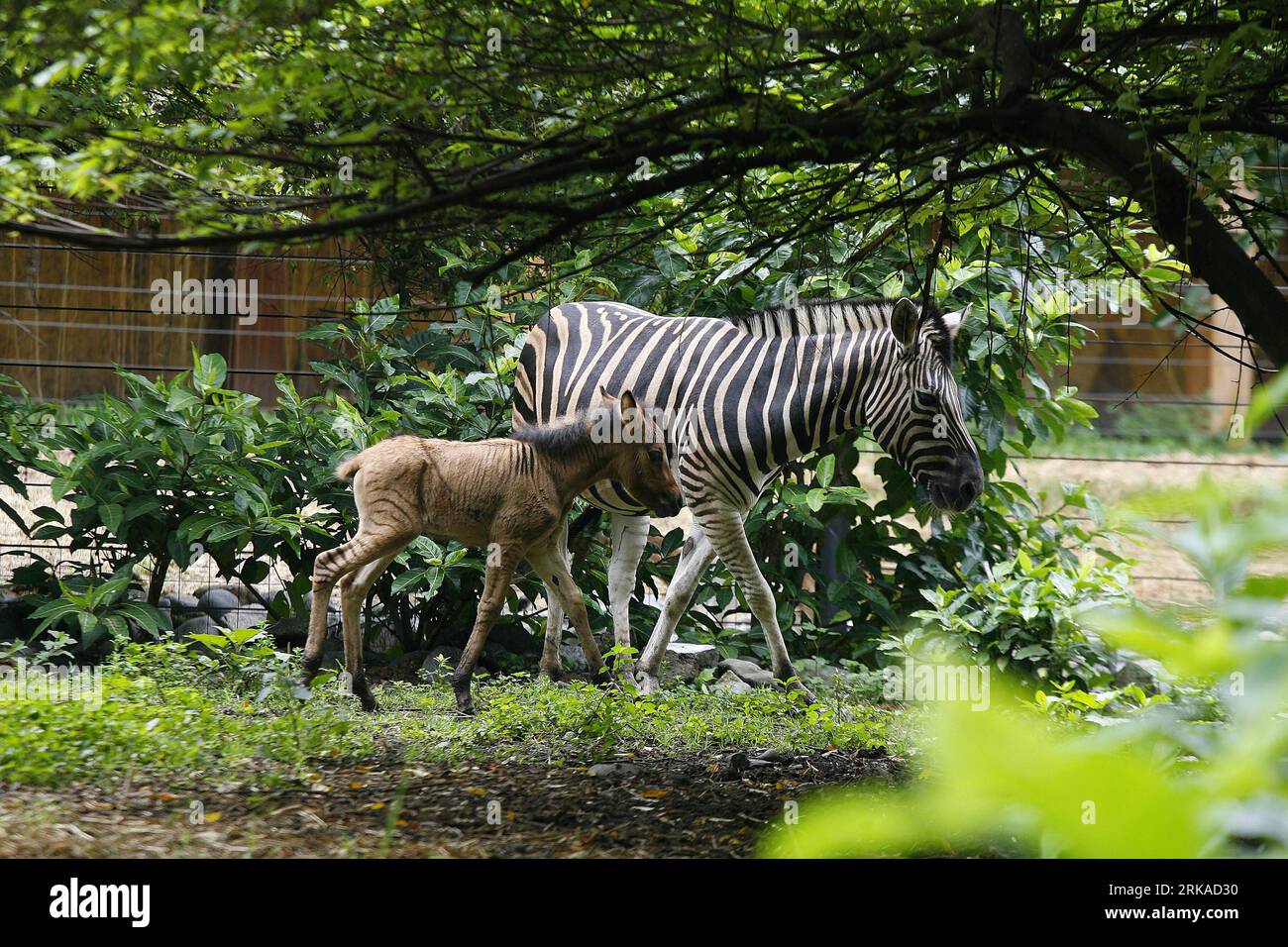 Bildnummer: 54320177 Datum: 19.08.2010 Copyright: imago/Xinhua (100819) -- MANILA, Aug. 19, 2010 ...