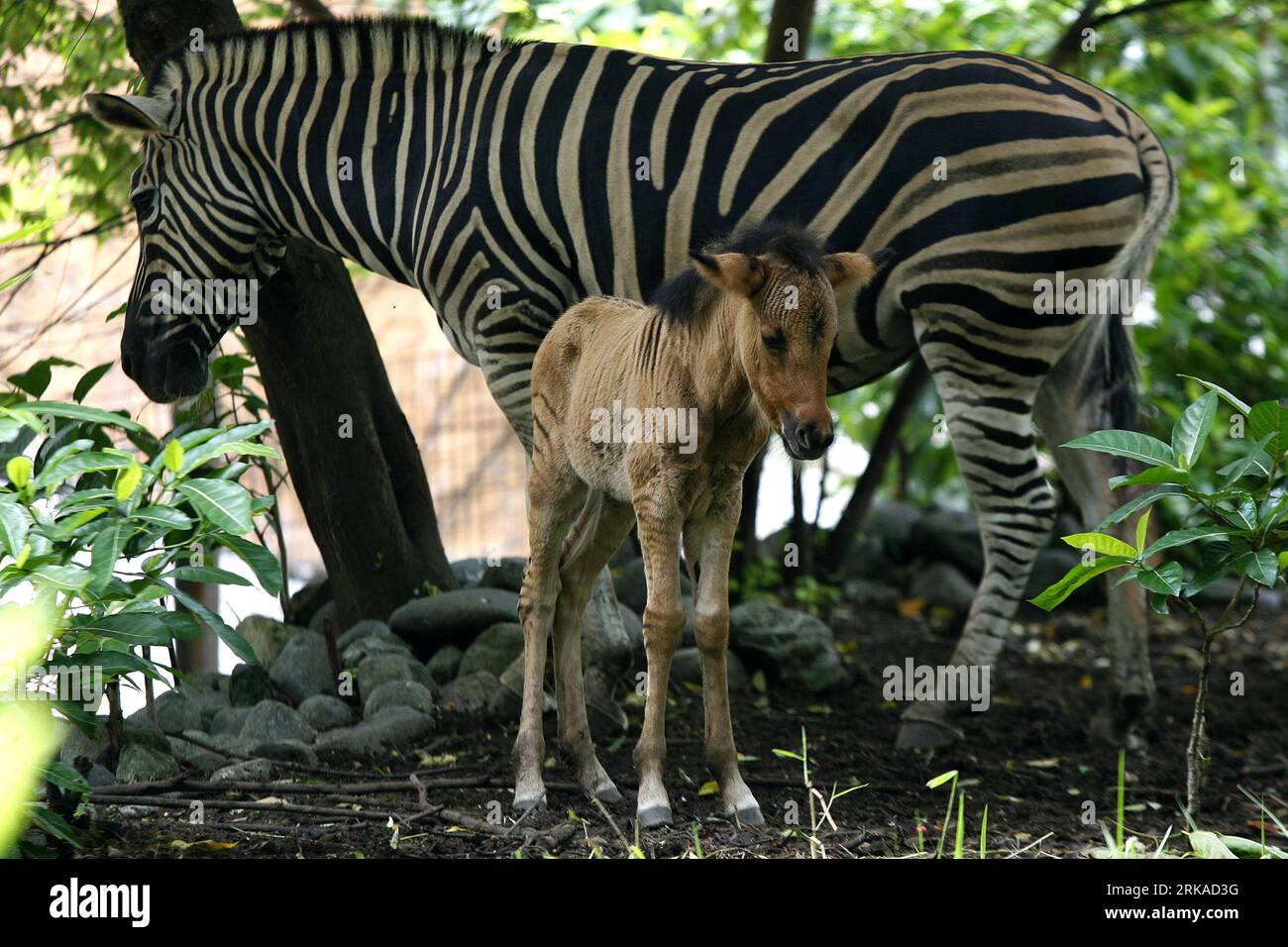 Two different animals hi-res stock photography and images - Alamy