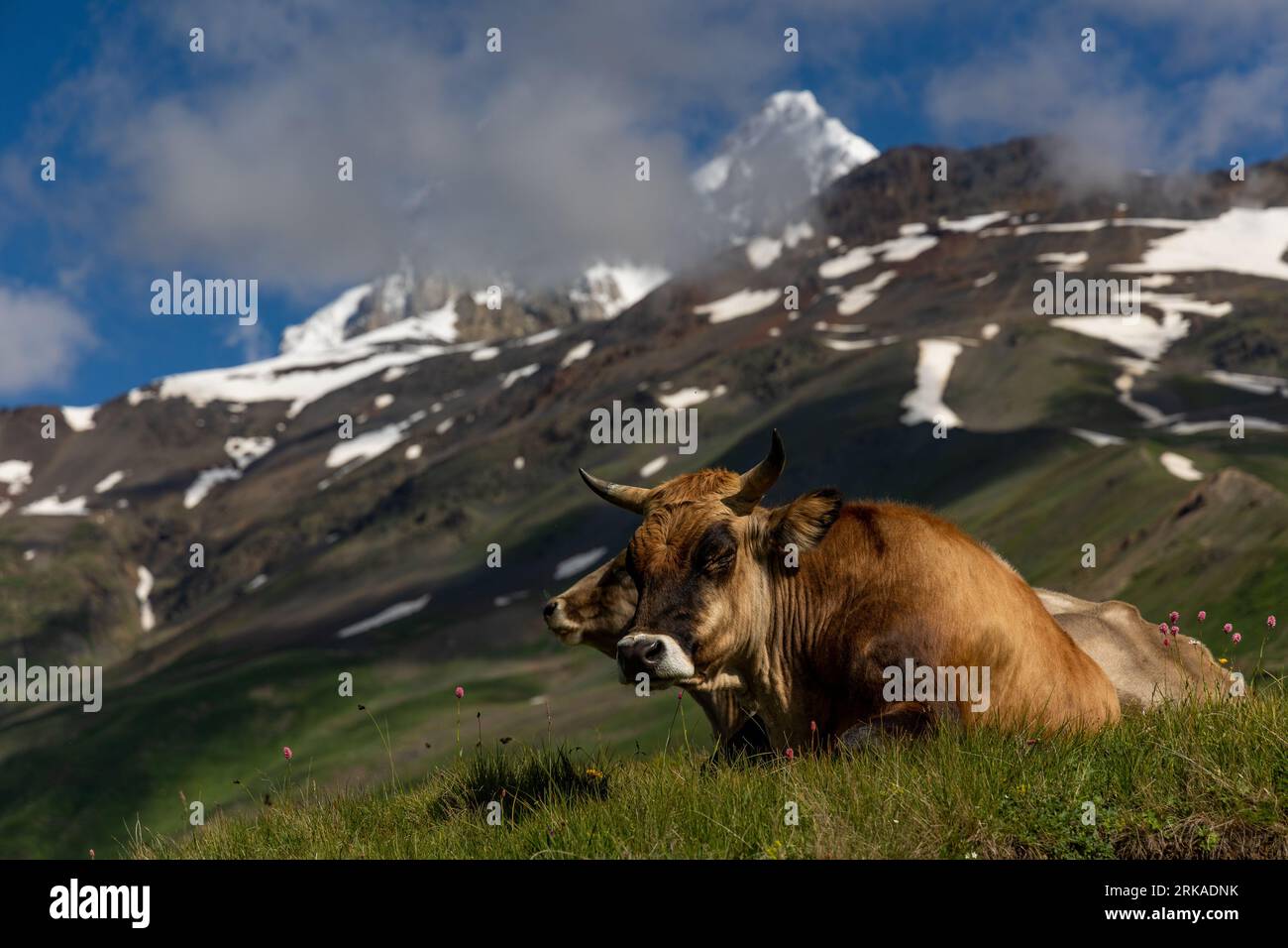 Chartolani hi-res stock photography and images - Alamy