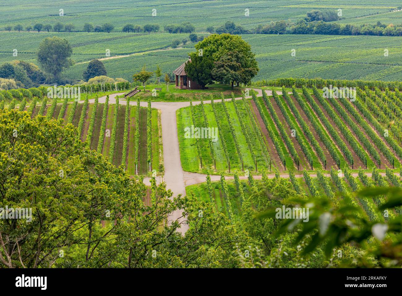 Vineyards and agricultural fields with a pavilion under trees next to ...