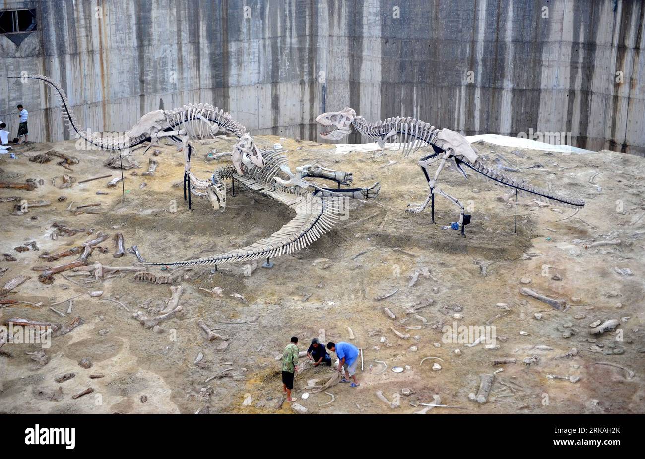 Ankylosaurus skeleton hi-res stock photography and images - Alamy