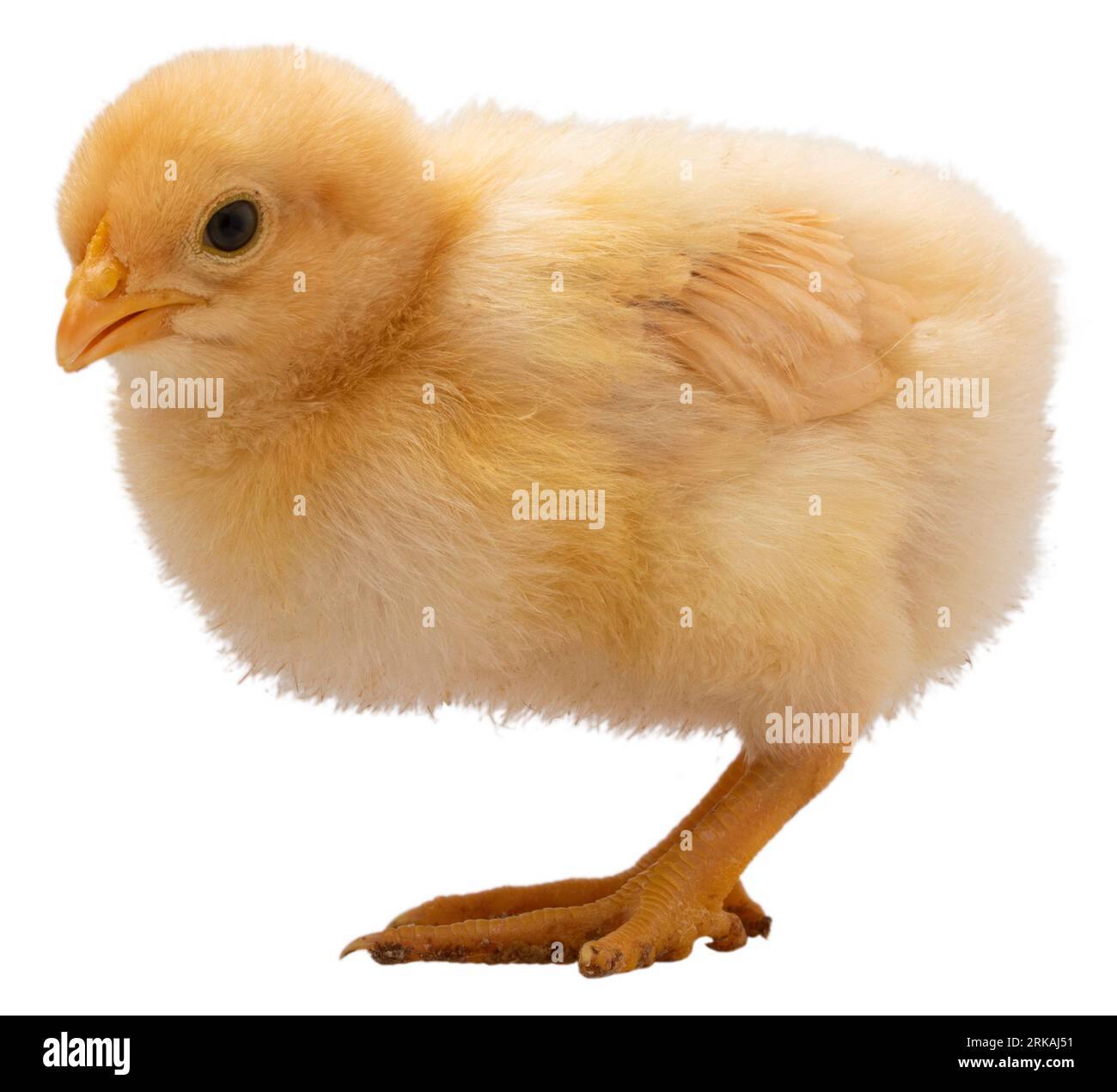 Orpington Cut Out Stock Images & Pictures - Alamy