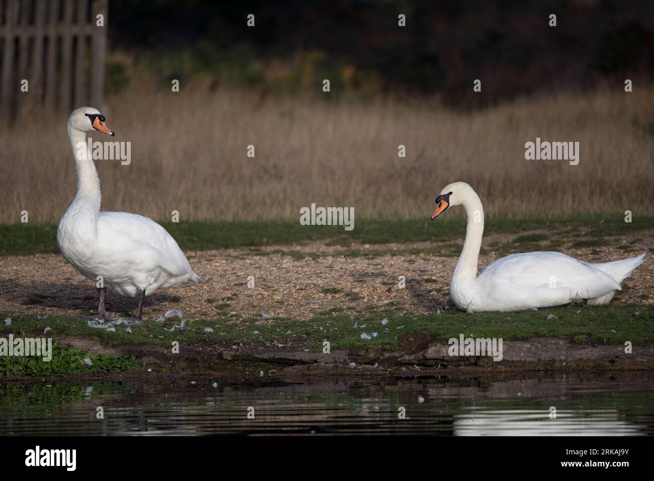Looks like to animals are keeping away from each other after a ...