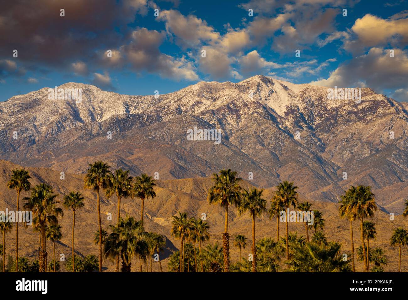 Snowy sunrise and palms, Santa Rosa and San Jacinto Mountains National ...