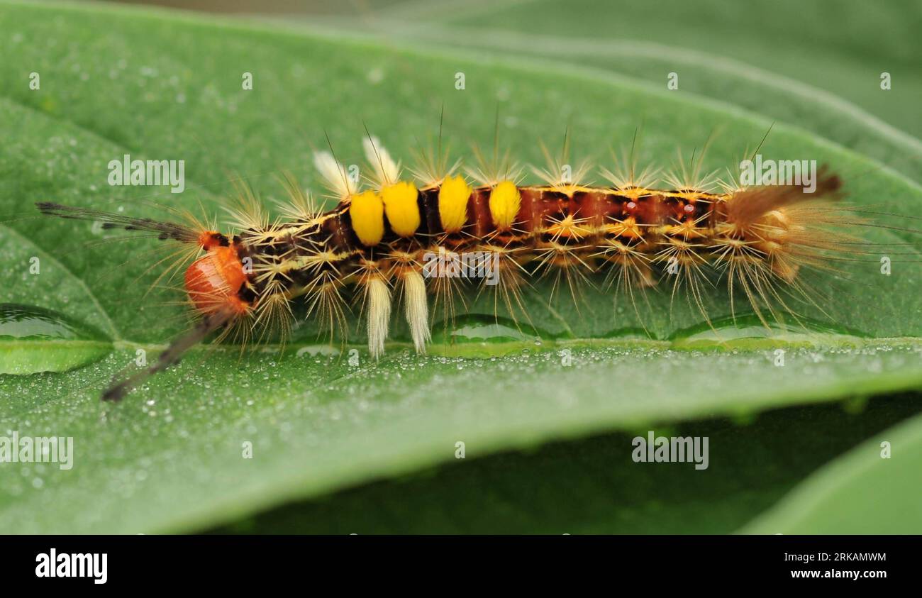 Larva 5 hi-res stock photography and images - Alamy