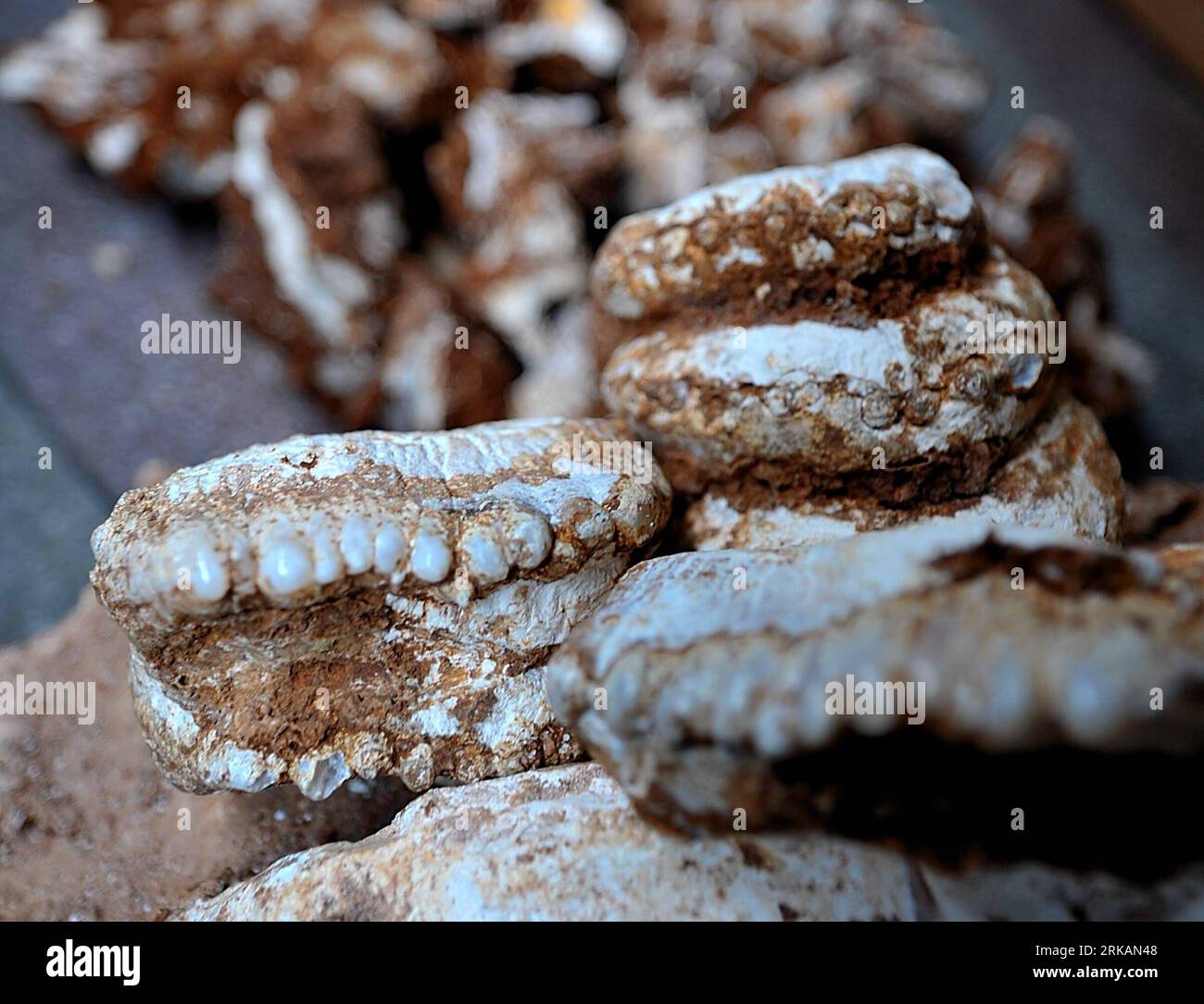 Elephant fossils hi-res stock photography and images - Alamy