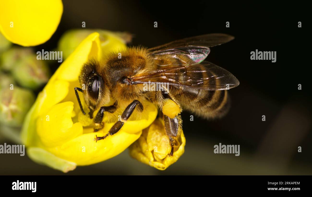 Pretty Meadow In Honey Bee