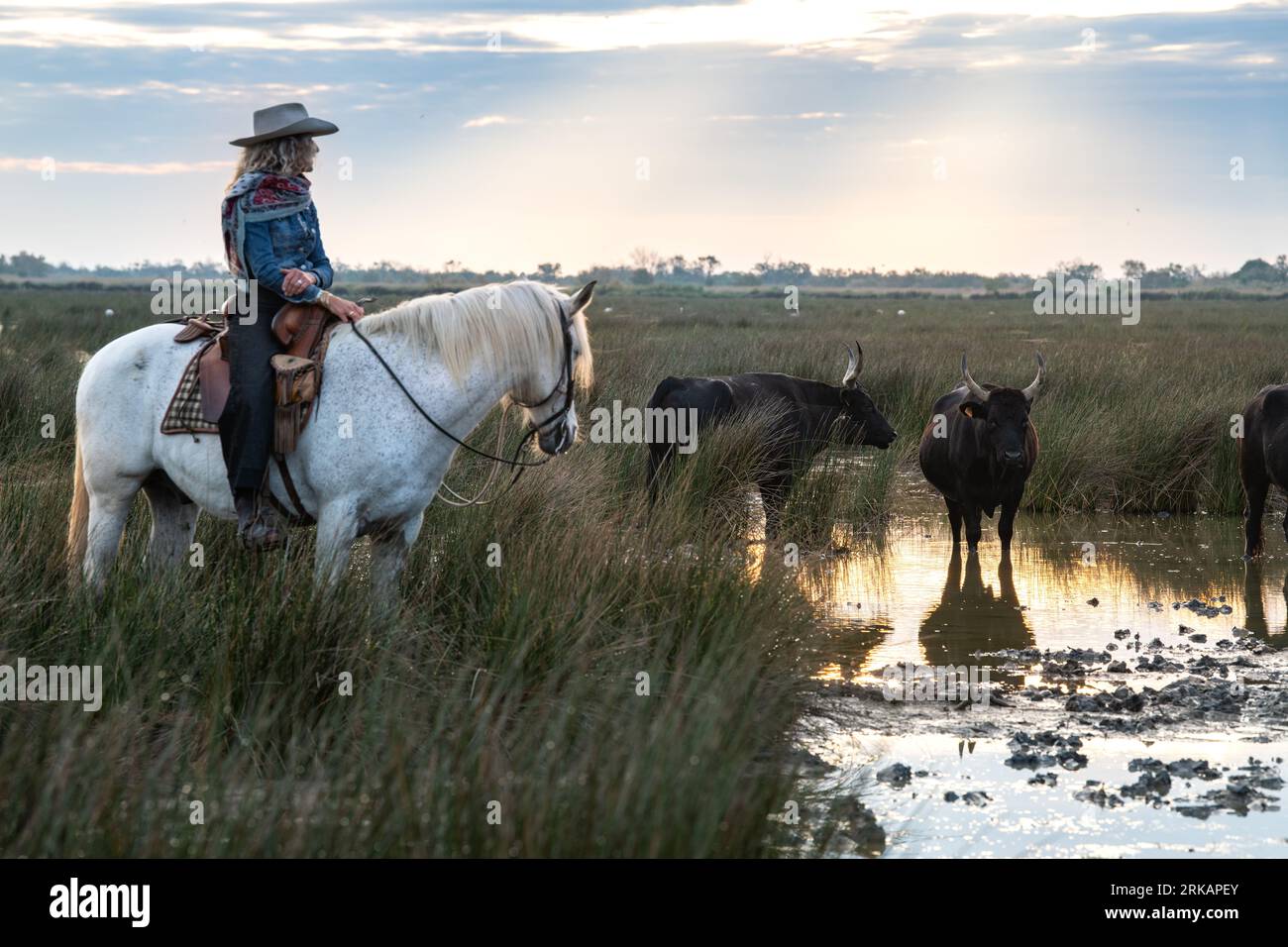 Cowboy carrying a long cattle prod near a herd of bulls, Camargue ...