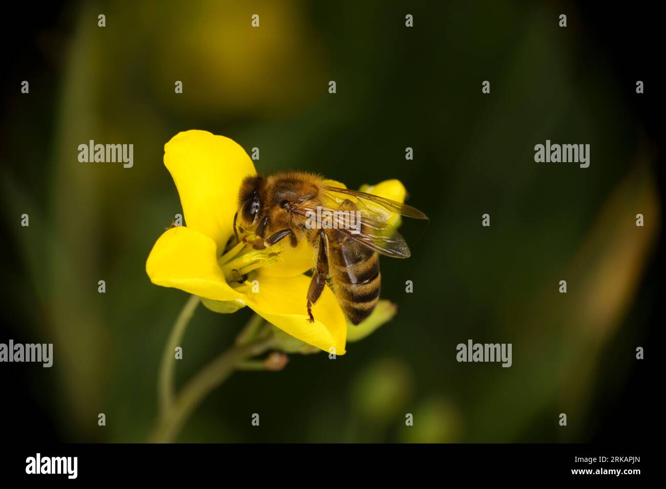 Pretty Meadow In Honey Bee