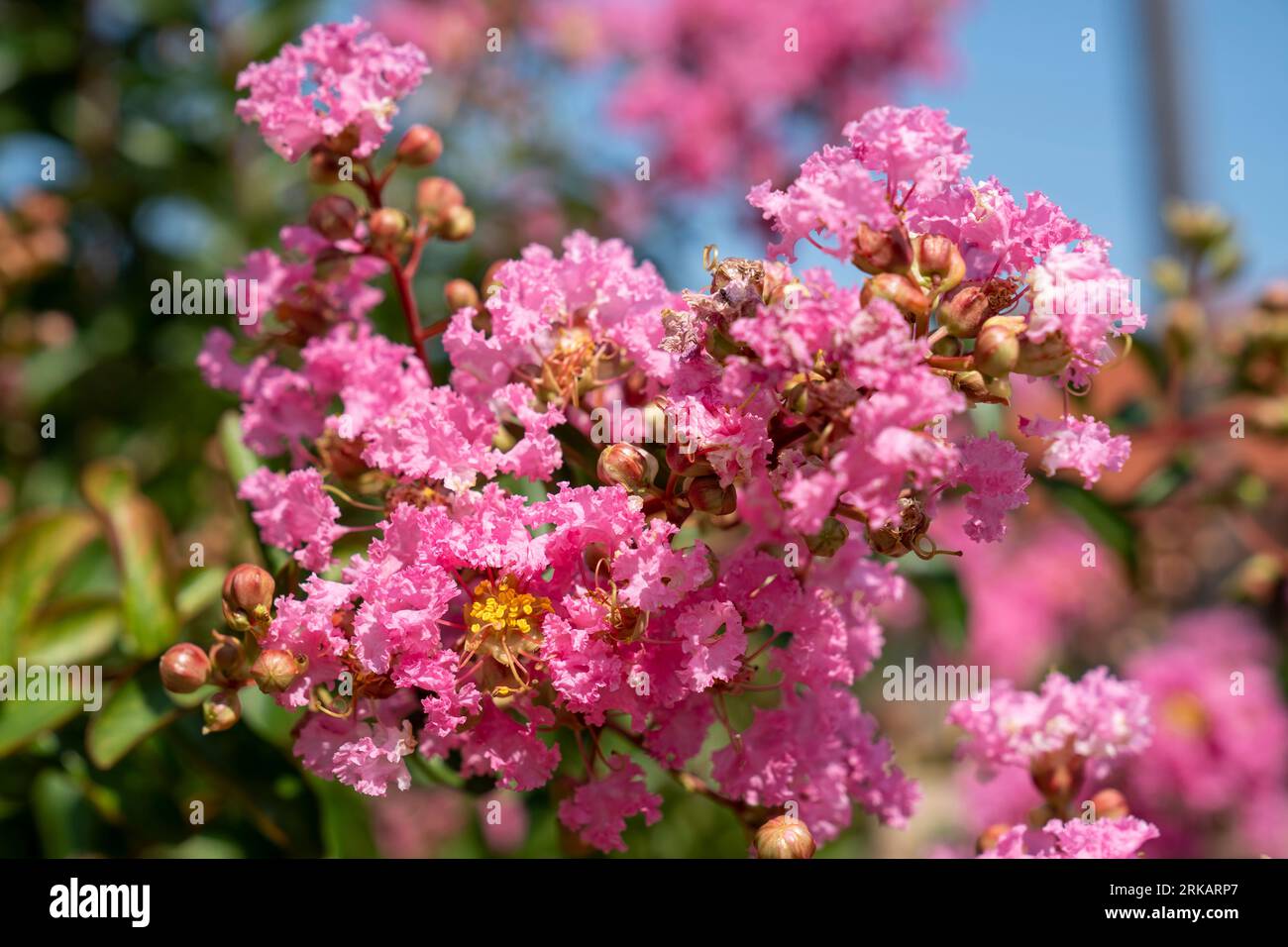 Lagerstroemia indica in blossom. Beautiful pink flowers on Сrape myrtle ...