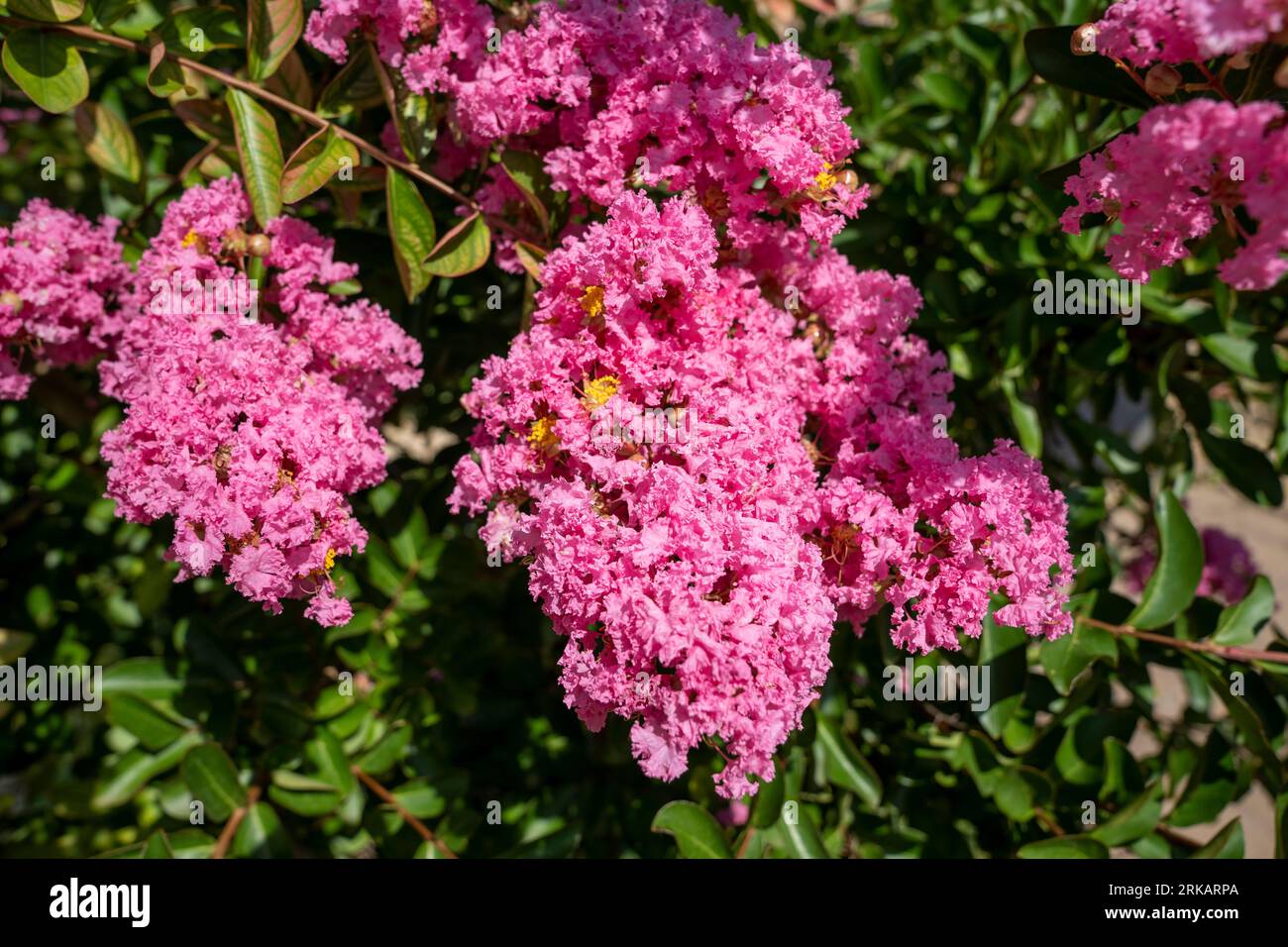 Lagerstroemia indica in blossom. Beautiful pink flowers on Сrape myrtle ...