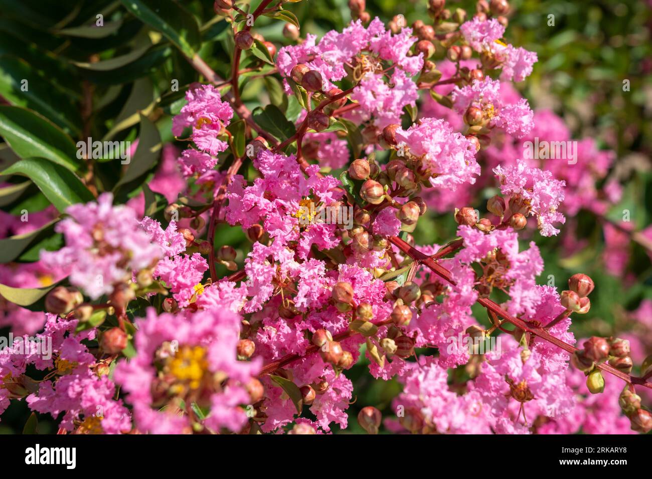 Lagerstroemia indica in blossom. Beautiful pink flowers on Сrape myrtle ...