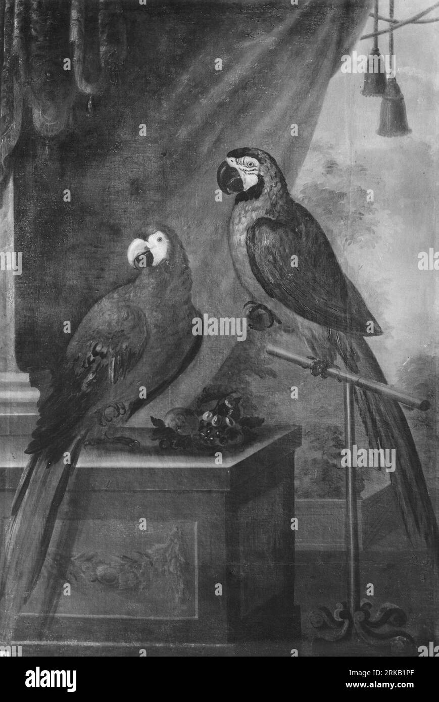 Två papegojor 1730s by David von Cöln Stock Photo - Alamy