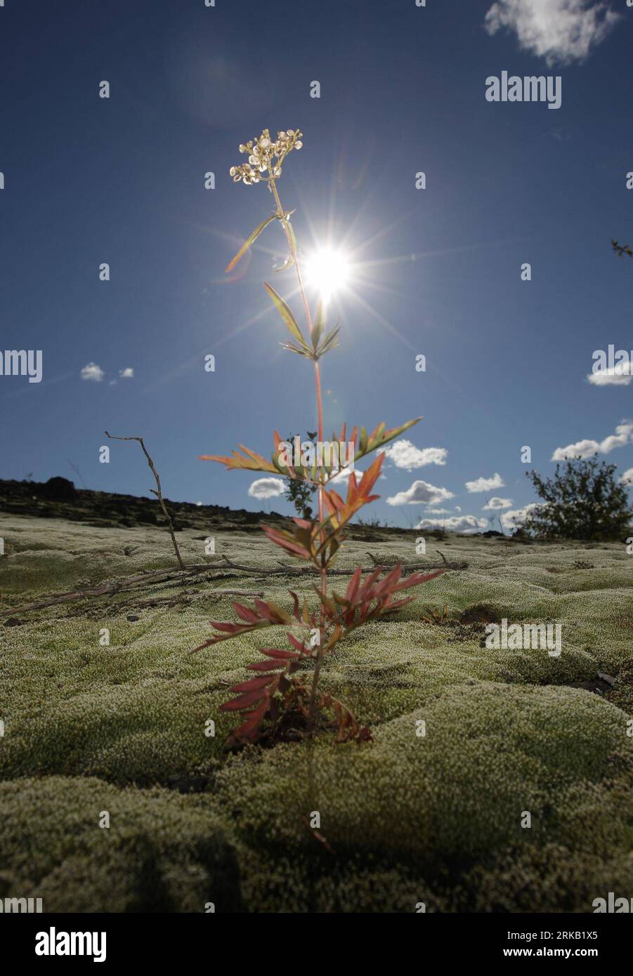 Quaternary Period Plants