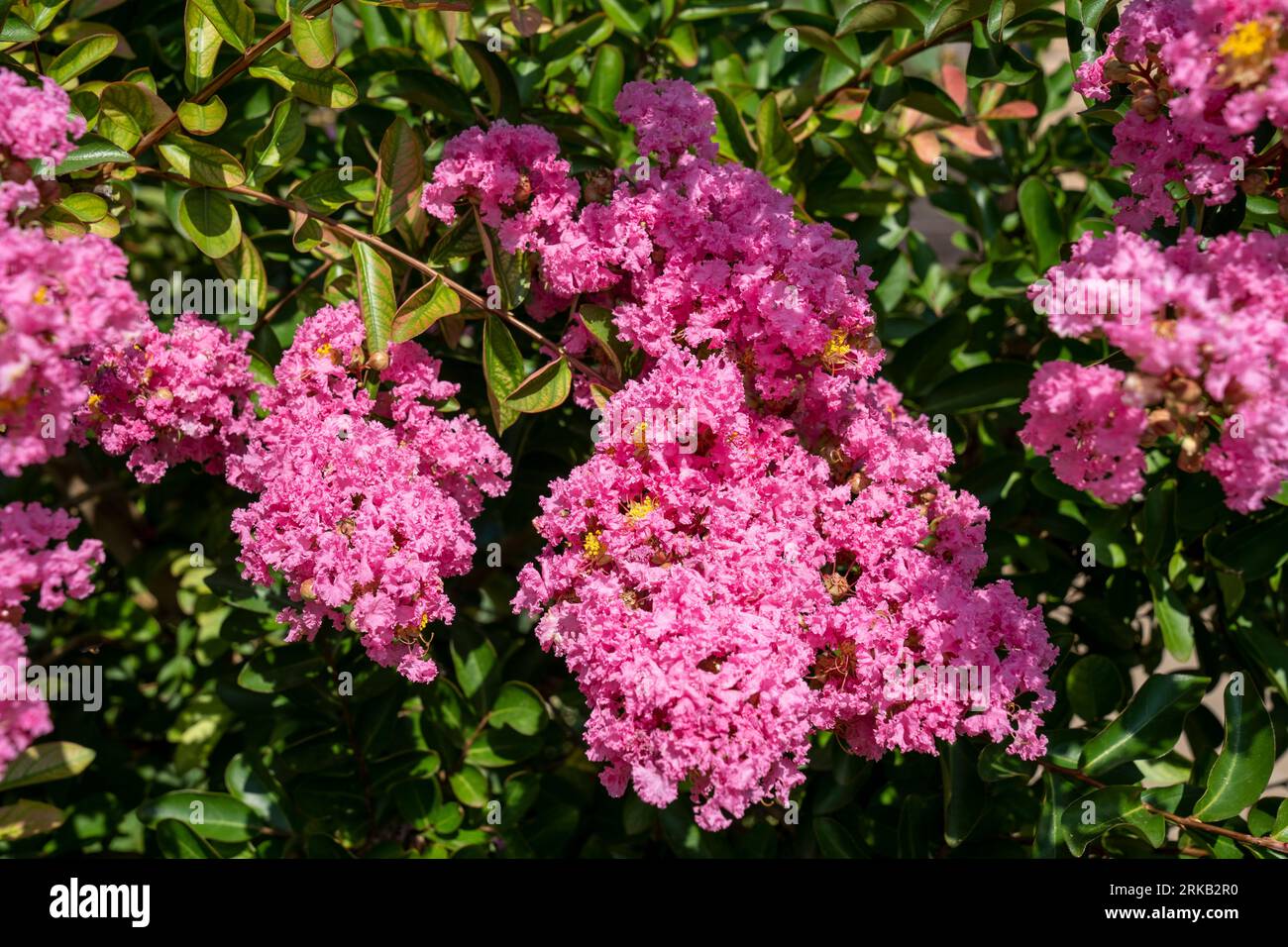 Lagerstroemia indica in blossom. Beautiful pink flowers on Сrape myrtle ...
